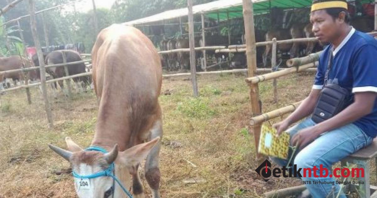 Cerita Furkan Sangiang, Berhasil Raih Doktor di UNJ Nyambi Jualan Sapi ...
